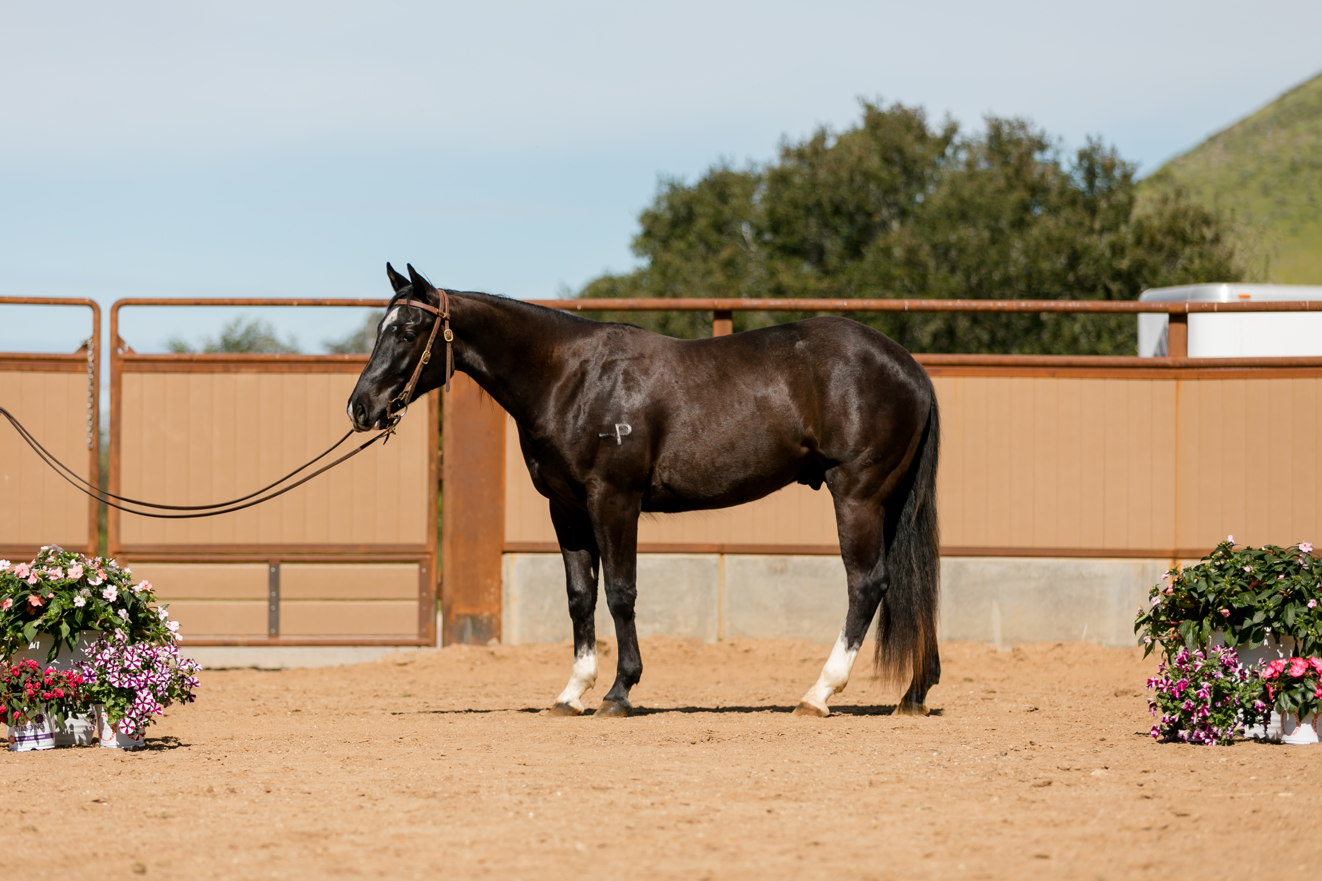 Lyle Wild Card - Performance Horse Sales - Cal Poly, San Luis Obispo